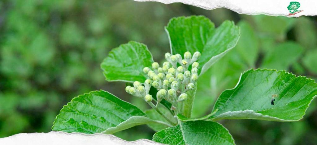 Alisiers - ARBRISSEL