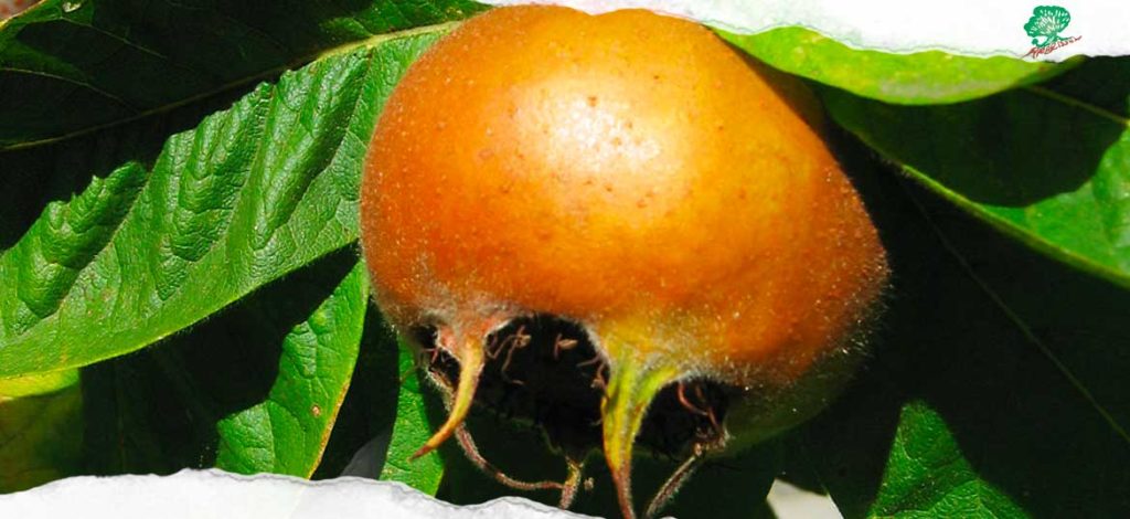 Néflier - ARBRISSEL