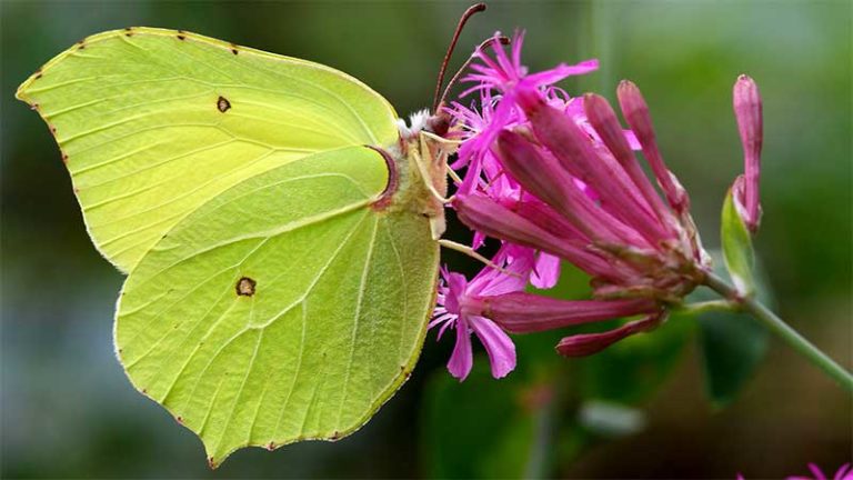 Le « citron » annonce le printemps ! - ARBRISSEL